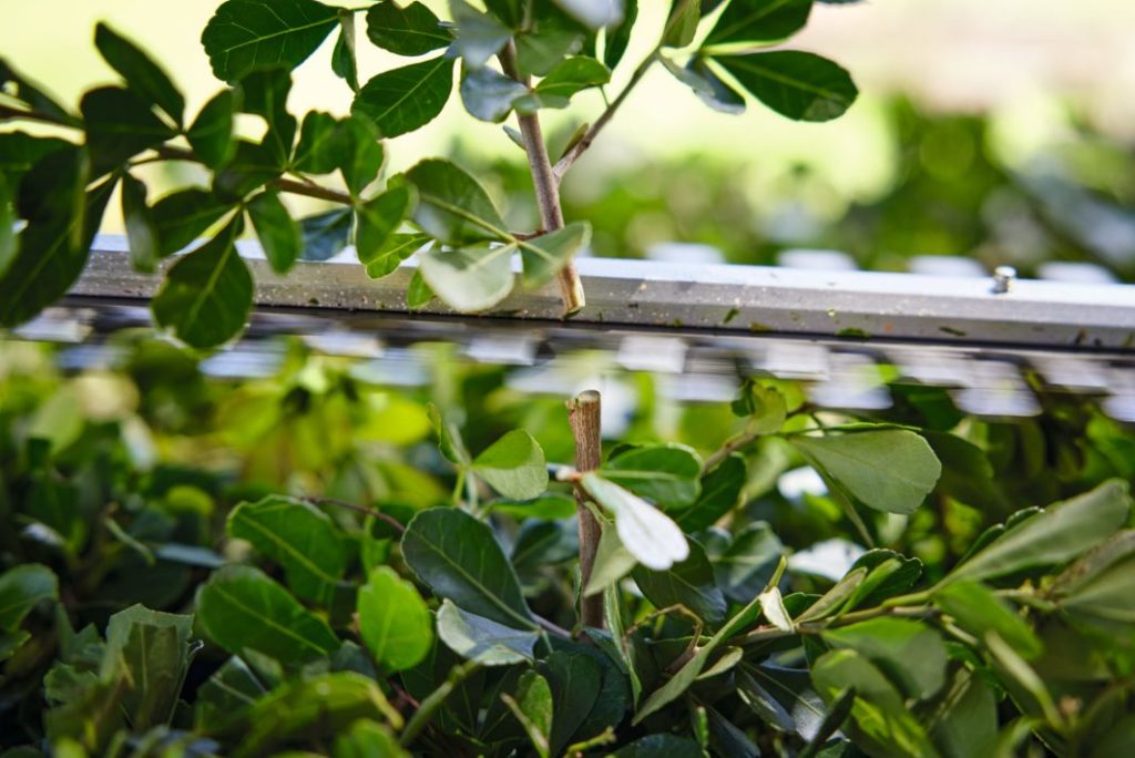 Stihl HSA 30 Cordless hedge Trimmer - Options | MowShop